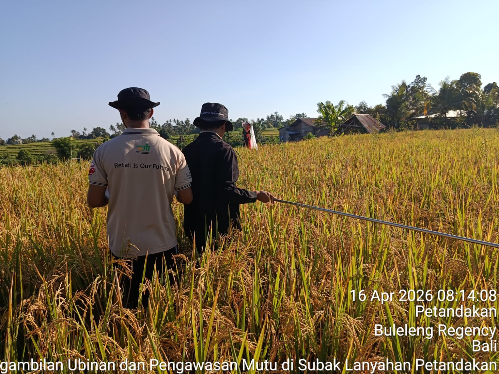 Pengambilan Ubinan dan Pengawasan Mutu Gabah Kering Panen | Dinas ...